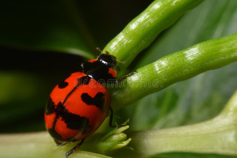 Red lady bug stock image. Image of beautiful, alone - 124352723