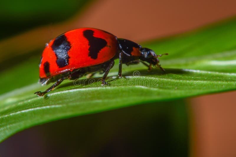 Red lady bug stock image. Image of leaf, field, detail - 124354333