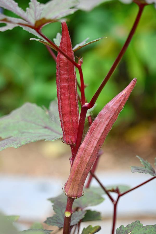 Red Lady Finger Plants stock image. Image of health, plant - 28726259