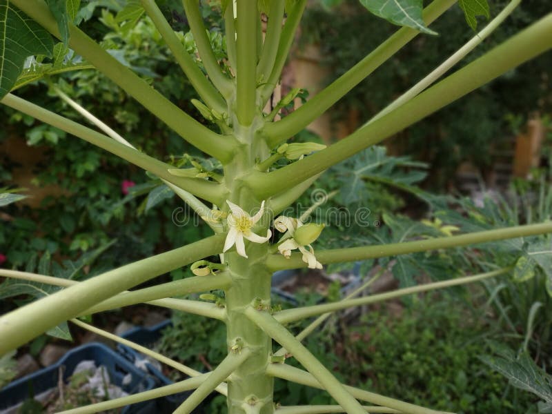Papaya Fruit stock photo. Image of papaya, fruit, lady - 121244008