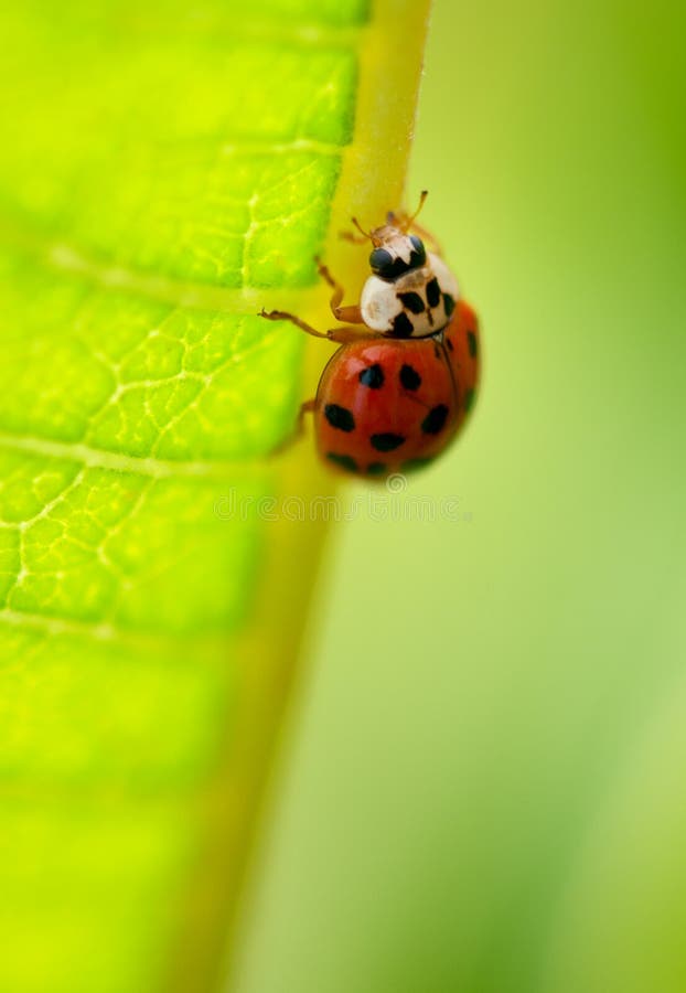 Red Ladybird stock image. Image of grass, insects, nature - 34366315