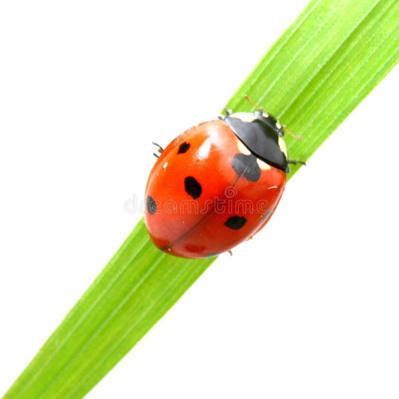Red ladybug stock photo. Image of macro, ladybug, green - 5649018