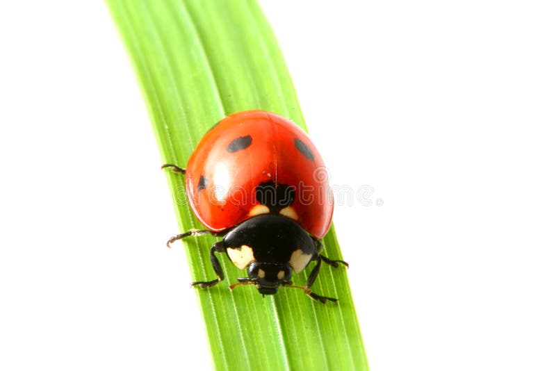 Red ladybug stock image. Image of life, environmental - 6172537