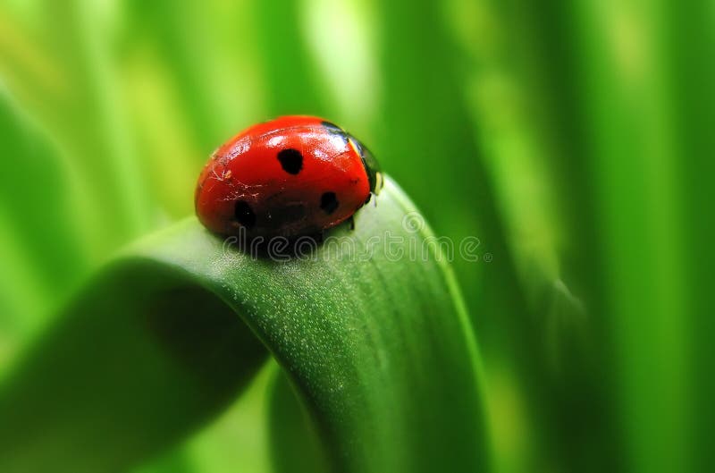 Red ladybug stock image. Image of biology, summer, green - 8207749