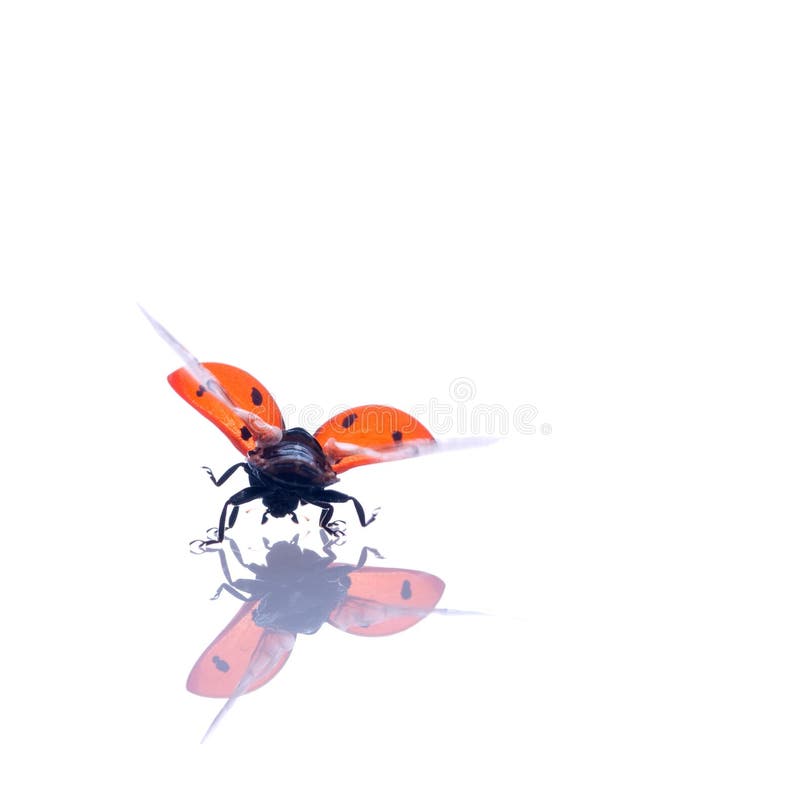 Red ladybug stock photo. Image of detail, closeup, garden - 9778976