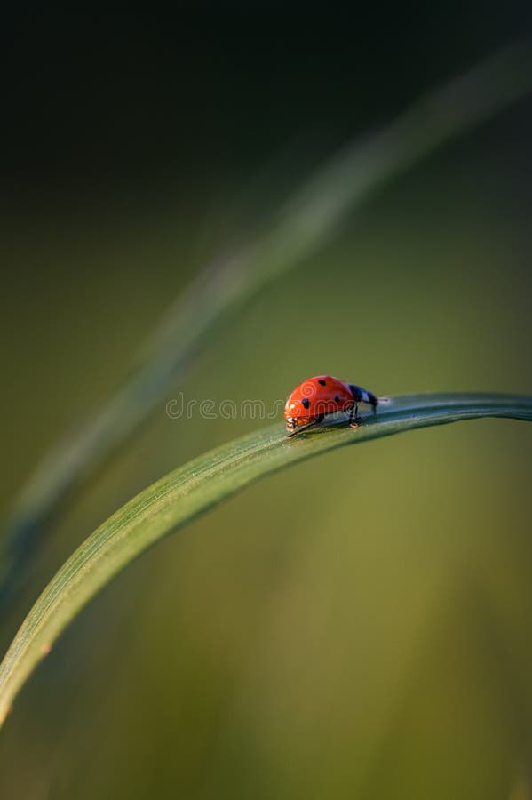 A Red Ladybug Above a Stalk of Grass Stock Image - Image of ladybug ...