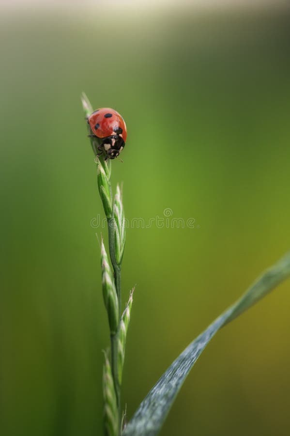 A Red Ladybug Above a Stalk of Grass Stock Photo - Image of insect ...
