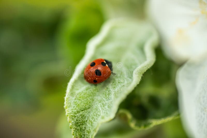 Red Ladybug on Apple Tree Leaf Macro Close-up Stock Photo - Image of ...