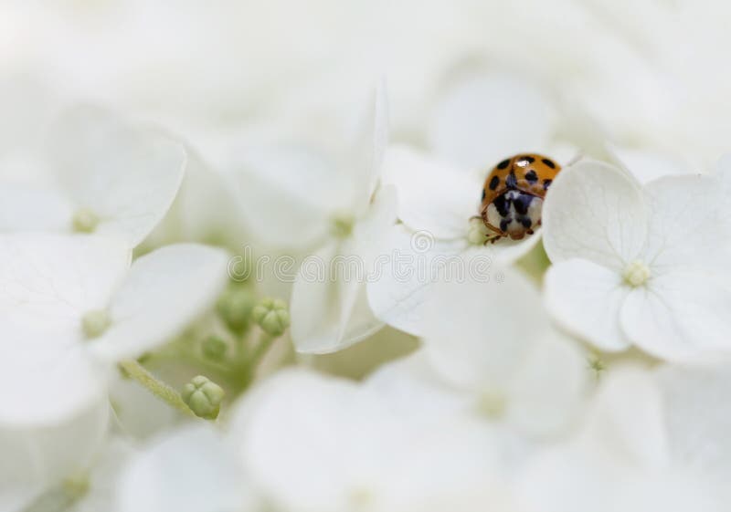 Red Ladybug in a Bed of Soft White Flowers Stock Image - Image of ...