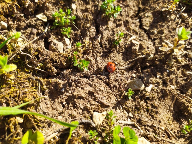 Red Ladybug with Black Dots Walking on the Ground in Springtime Stock ...