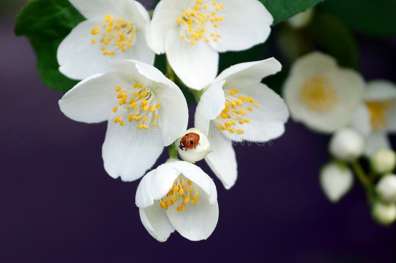 Red Ladybug on a Branch of White Jasmine Flowers Stock Photo - Image of ...