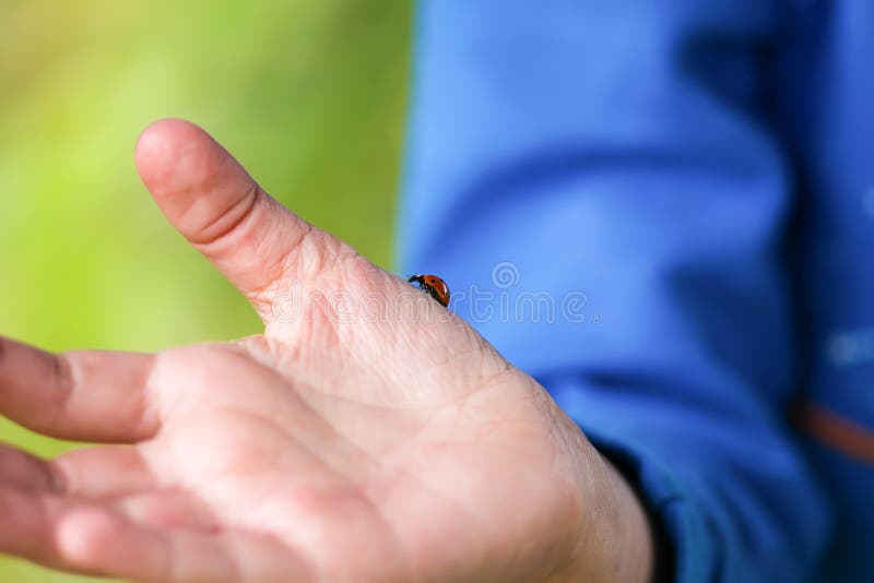Red Ladybug in the Child`s Hand Stock Photo - Image of colorful ...