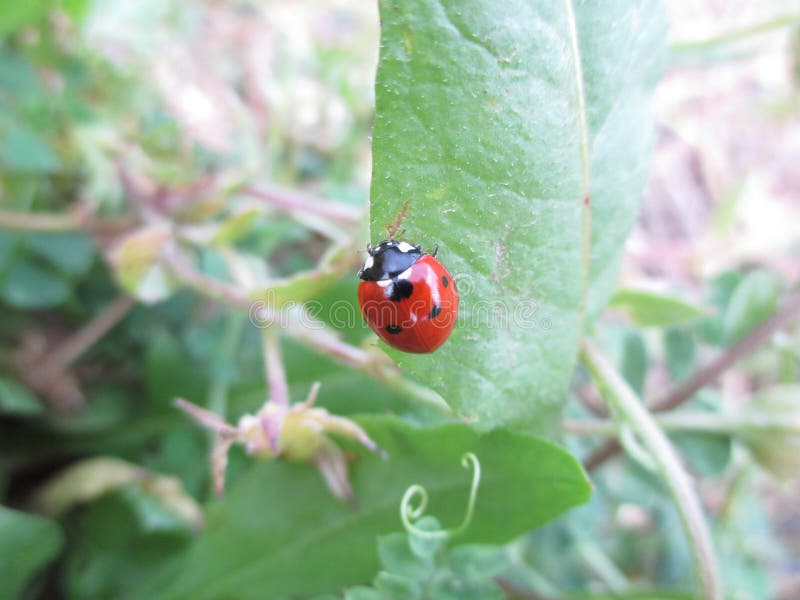 A Red Ladybug Climbing on the Green Leaf Stock Image - Image of fortune ...