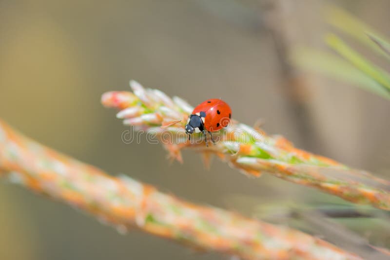 Red Ladybug (Coccinellidae) Sitting on Pine Tree Macro Stock Photo ...