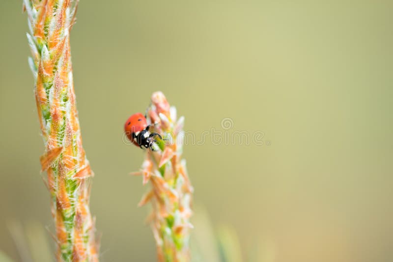 Red Ladybug (Coccinellidae) Sitting on Pine Tree Macro Stock Image ...