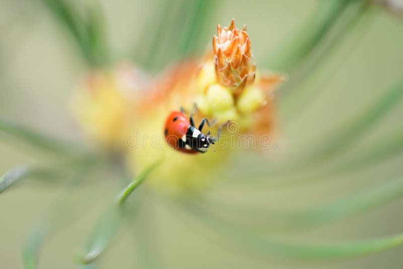 Red Ladybug (Coccinellidae) Sitting on Pine Tree Macro Stock Photo ...