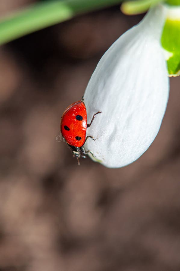 A Red Ladybug is Crawling on a White Snowdrop Petal. Insects in Nature ...
