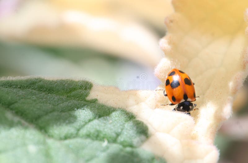 Macro Photo of Red Ladybug with Black Spots Resting on Light ...