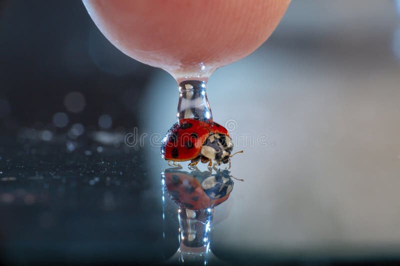 Red Ladybug with a Droplet on the Back Stock Photo - Image of danger ...