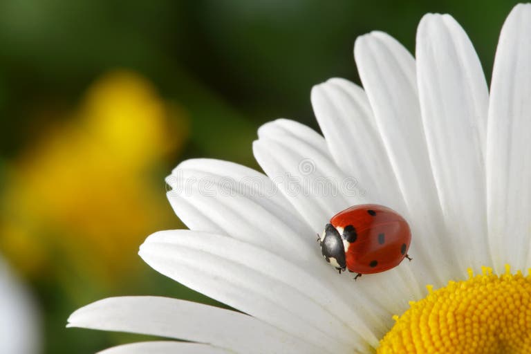 Red ladybug on flower stock photo. Image of spring, flower - 19435414