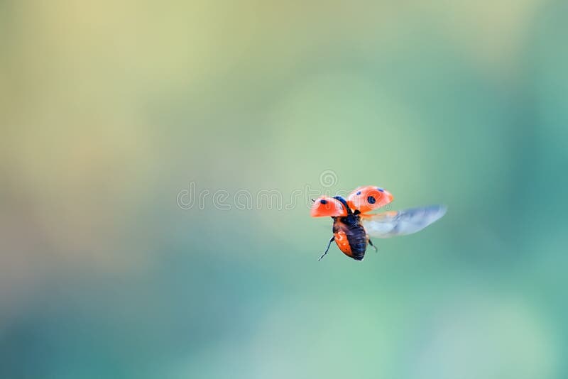 Red Ladybug is Flying with Its Wings Outstretched Toward the Sun in ...