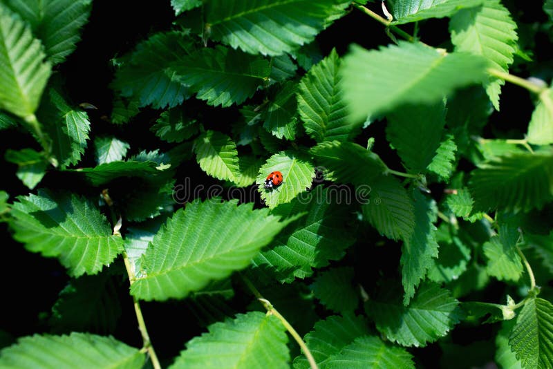 Red Ladybug on a Fresh Green Leaves on Green Background. Stock Image ...