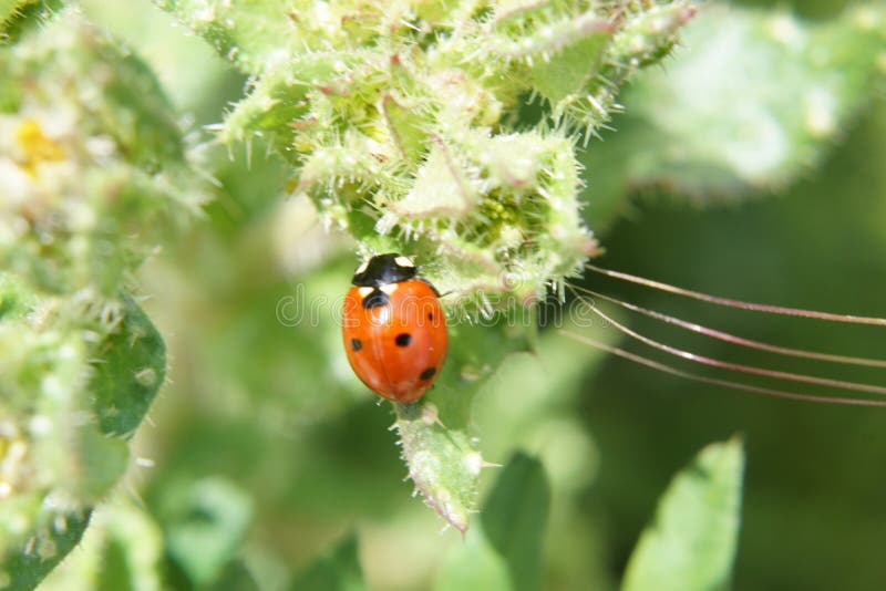 A red ladybug - Front view stock image. Image of branch - 184485425