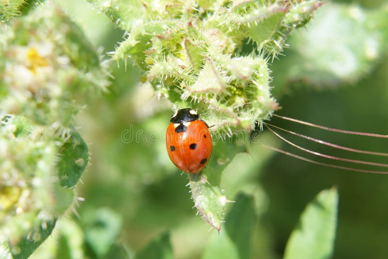 Front view of ladybug stock image. Image of insect, ladybug - 8466437