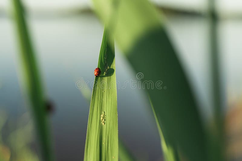 Red Ladybug on a Green Cane Leaf. Close-up, There is a Place for Text ...