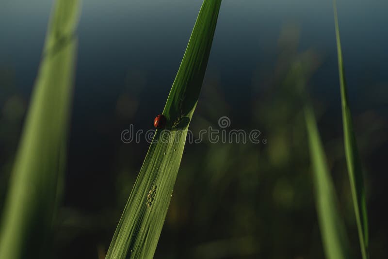 Red Ladybug on a Green Cane Leaf. Close-up, There is a Place for Text ...