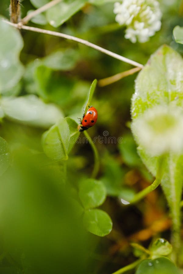 Ladybug in the green stock image. Image of obedient - 181814287