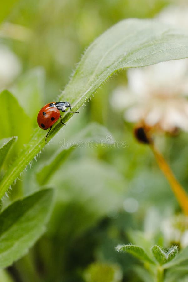 Ladybug in the green stock image. Image of lovely, obedient - 181814385