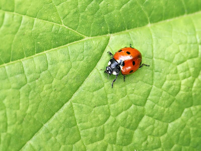 Red Ladybug on a Green Leaf in the Garden Stock Photo - Image of lady ...