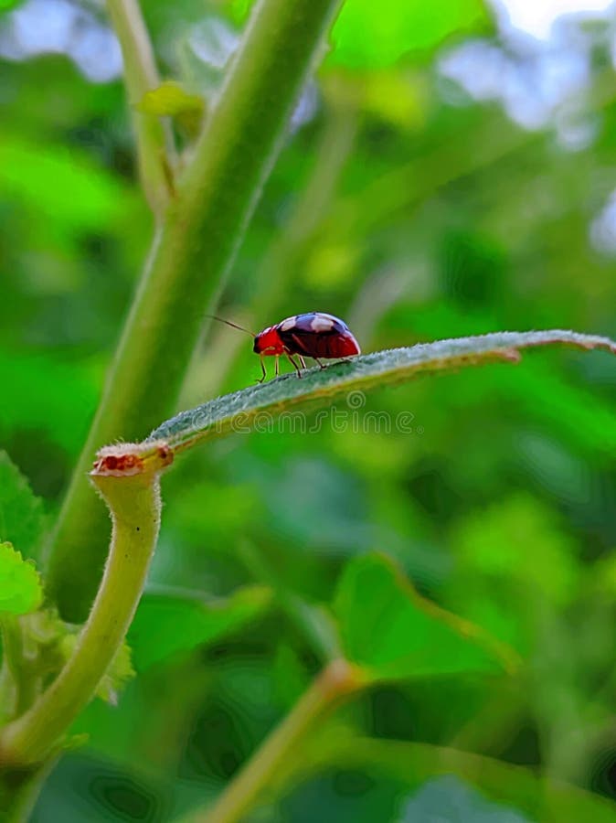 Red Ladybug on the Green Leaf in the Garden Stock Image - Image of ...