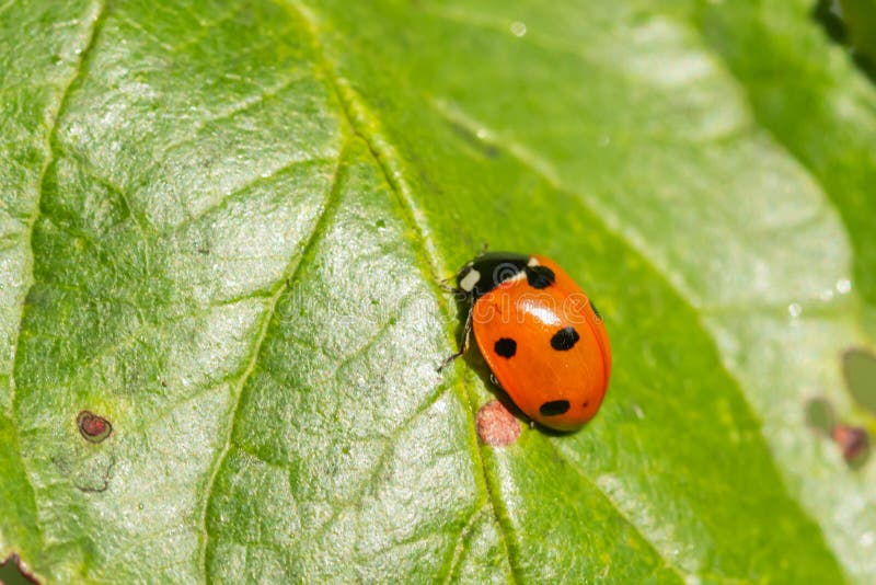 Red Ladybug on a Green Leaf in the Garden Stock Photo - Image of ...