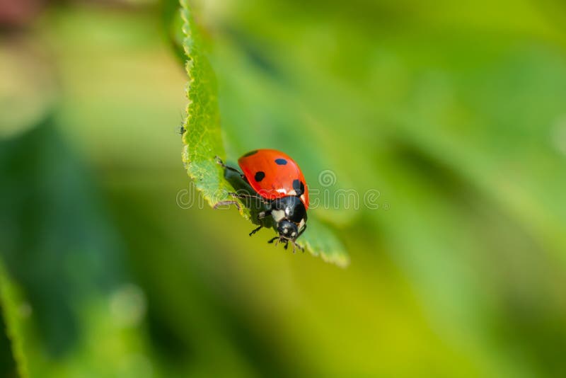 Red Ladybug on a Green Leaf in the Garden Stock Photo - Image of animal ...