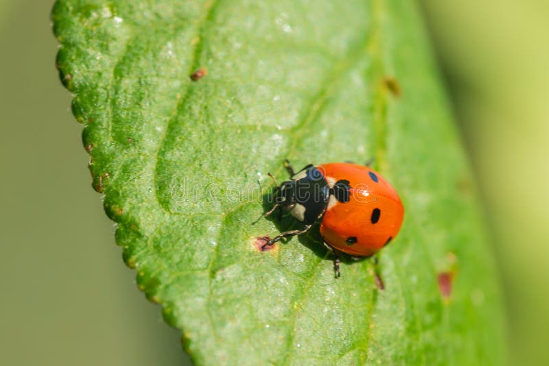 Red Ladybug on a Green Leaf in the Garden Stock Photo - Image of nature ...