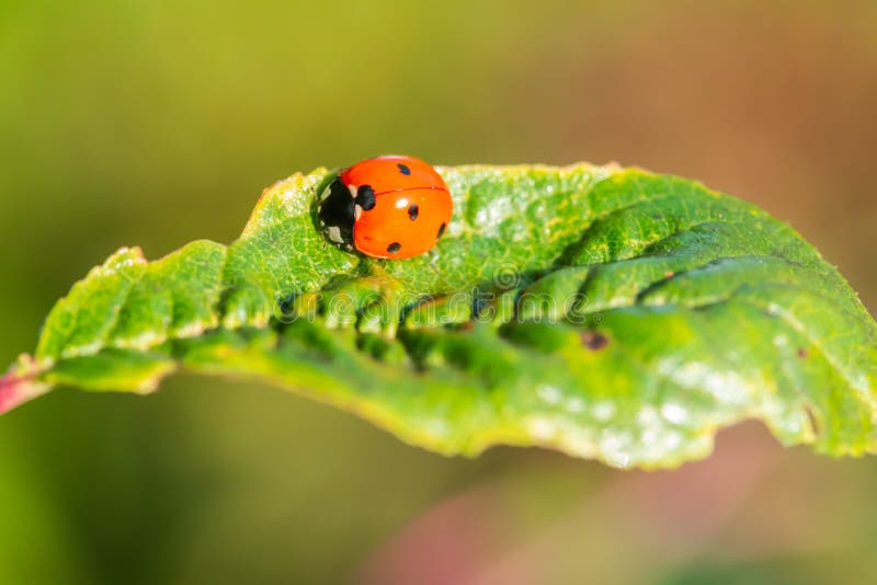 Red Ladybug on a Green Leaf in the Garden Stock Photo - Image of grass ...