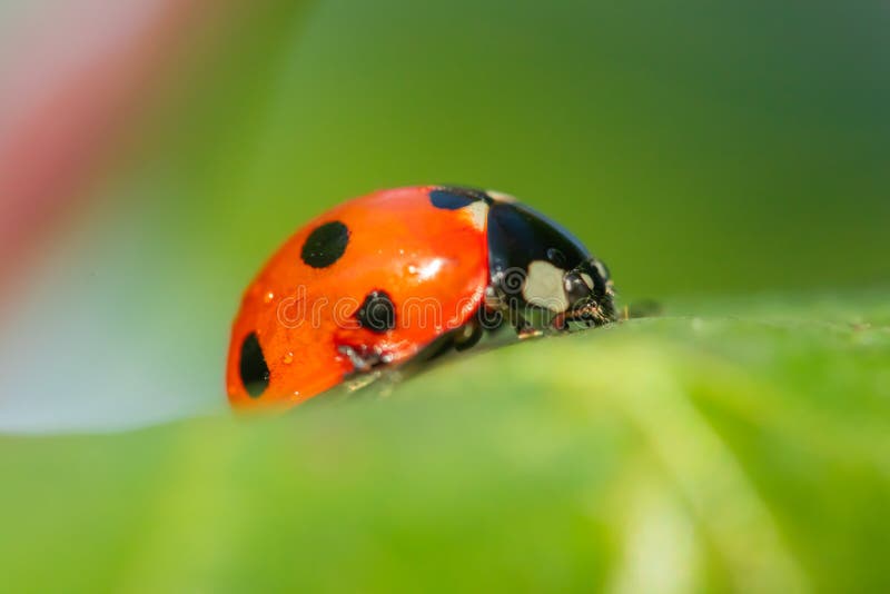 Red Ladybug on a Green Leaf in the Garden Stock Image - Image of green ...