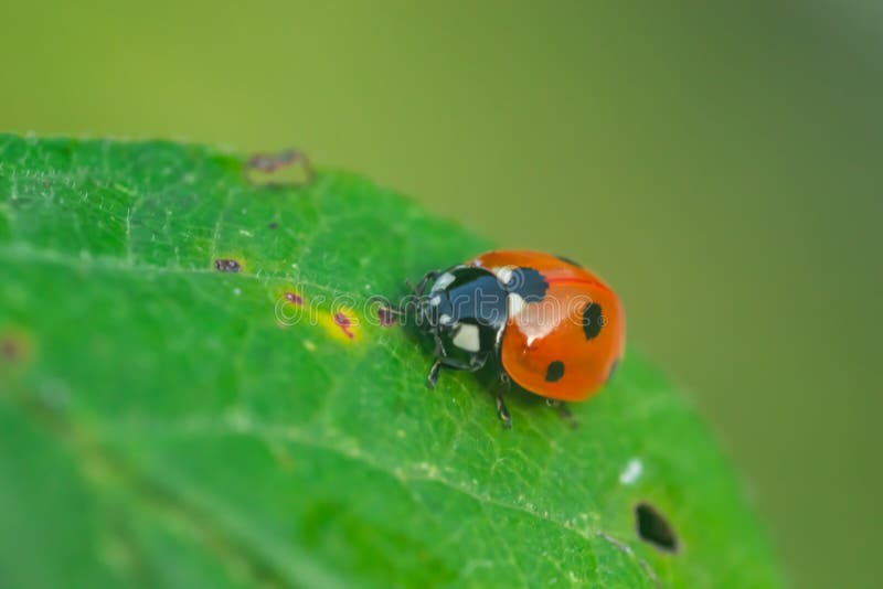 Red Ladybug on a Green Leaf in the Garden Stock Photo - Image of fresh ...