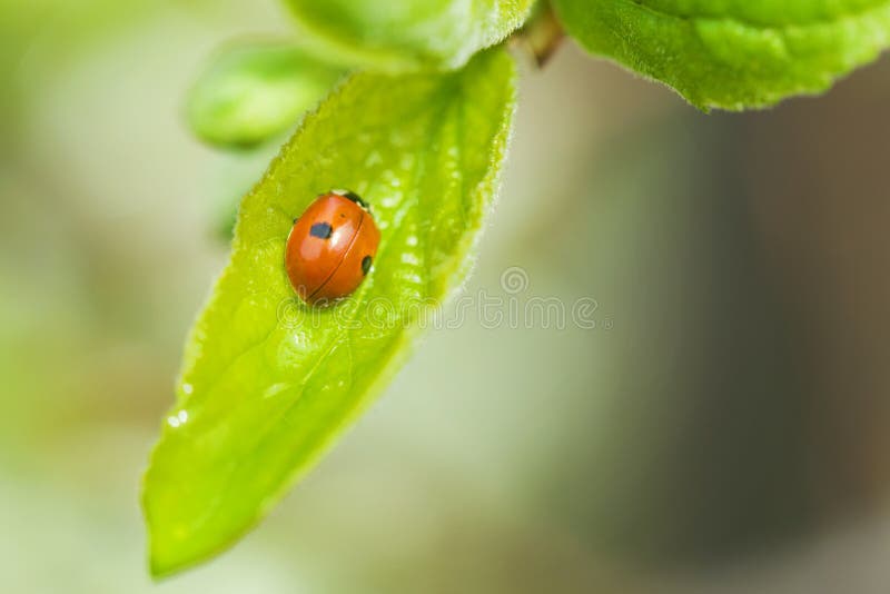 Red Ladybug on a Green Leaf of a Plant. Summer Concept Stock Photo ...