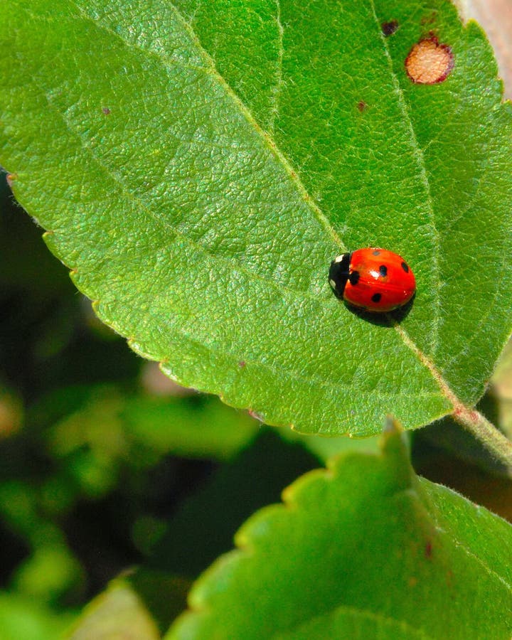 Nibbled Spots Stock Photos - Free & Royalty-Free Stock Photos from ...