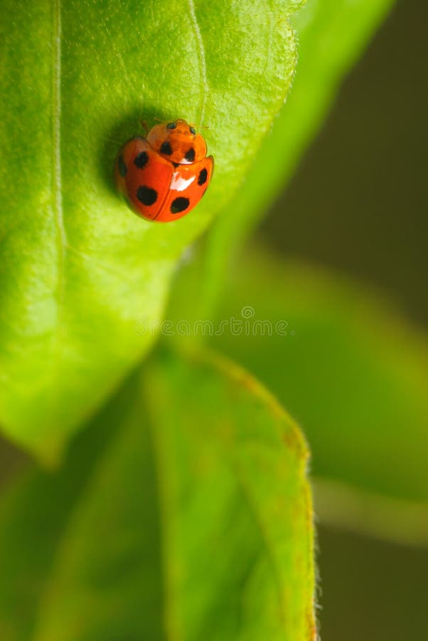 Red Ladybug Insect on Green Leafs on Blurred Background Stock Image ...