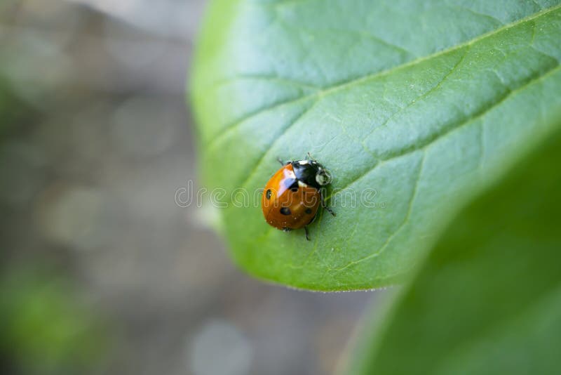 Red Ladybug on the Green Leaves Stock Photo - Image of garden, natural ...