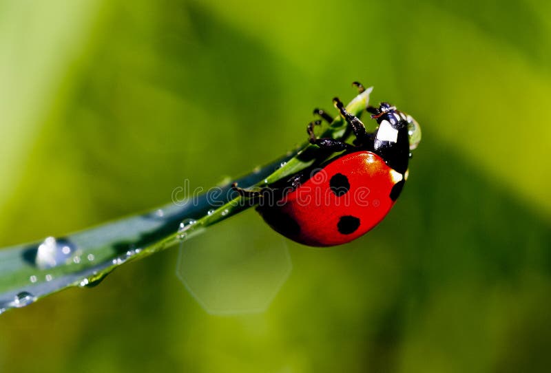 Ladybug Hanging Upside Down on Purple Flower Petal Stock Photo - Image ...