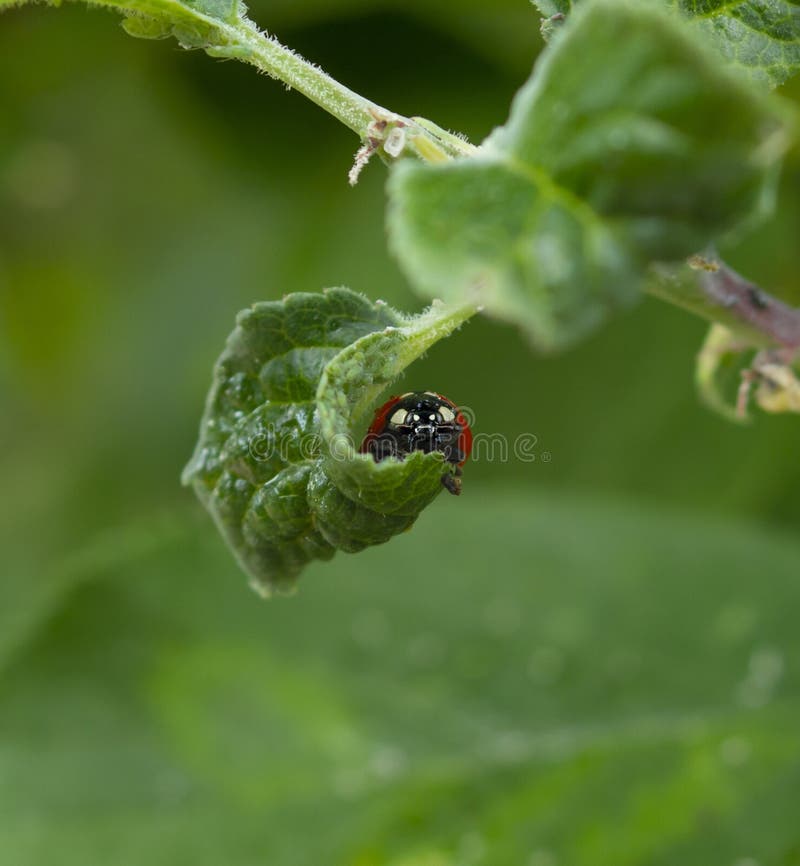 Red Ladybug Hiding on a Curved Leaf Stock Photo - Image of beauty ...