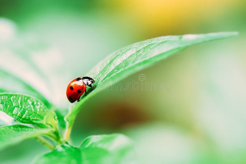 Red Ladybug Insect Sitting on a Leaf Stock Photo - Image of green ...