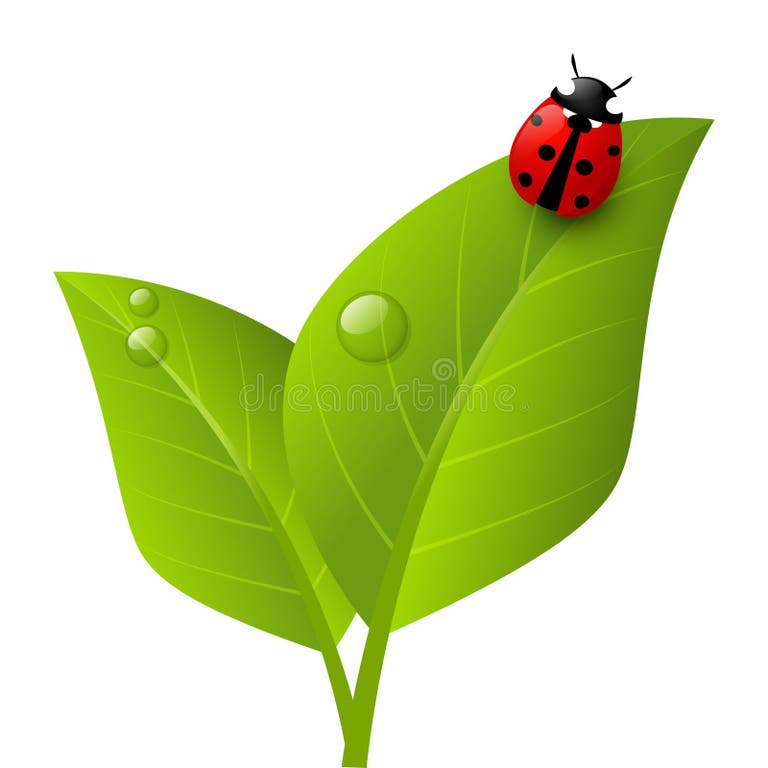 Red Ladybug Leaf Stock Illustrations – 5,126 Red Ladybug Leaf Stock ...