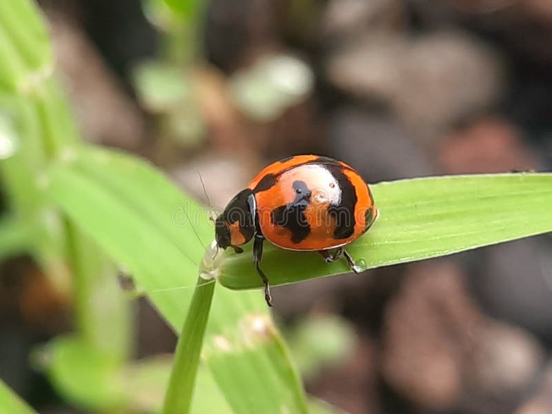 Ladybug on a leaf stock photo. Image of life, ladybug - 218765432