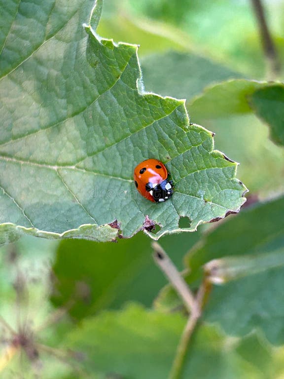 Red Ladybug on a Leaf, Summer Insects Stock Image - Image of green ...